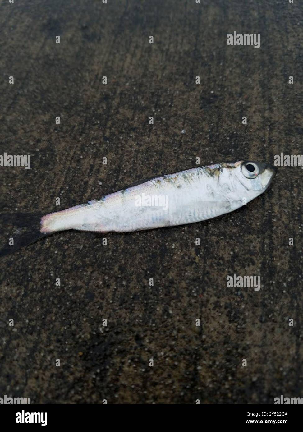 Alewife (Alosa pseudoharengus) Actinopterygii Stock Photo - Alamy