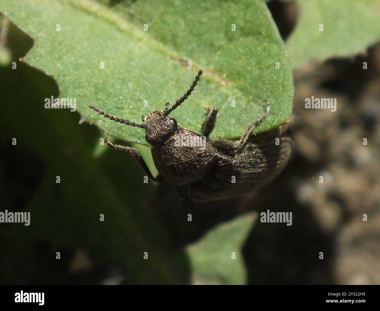 (Selatosomus gravidus) Insecta Stock Photo - Alamy