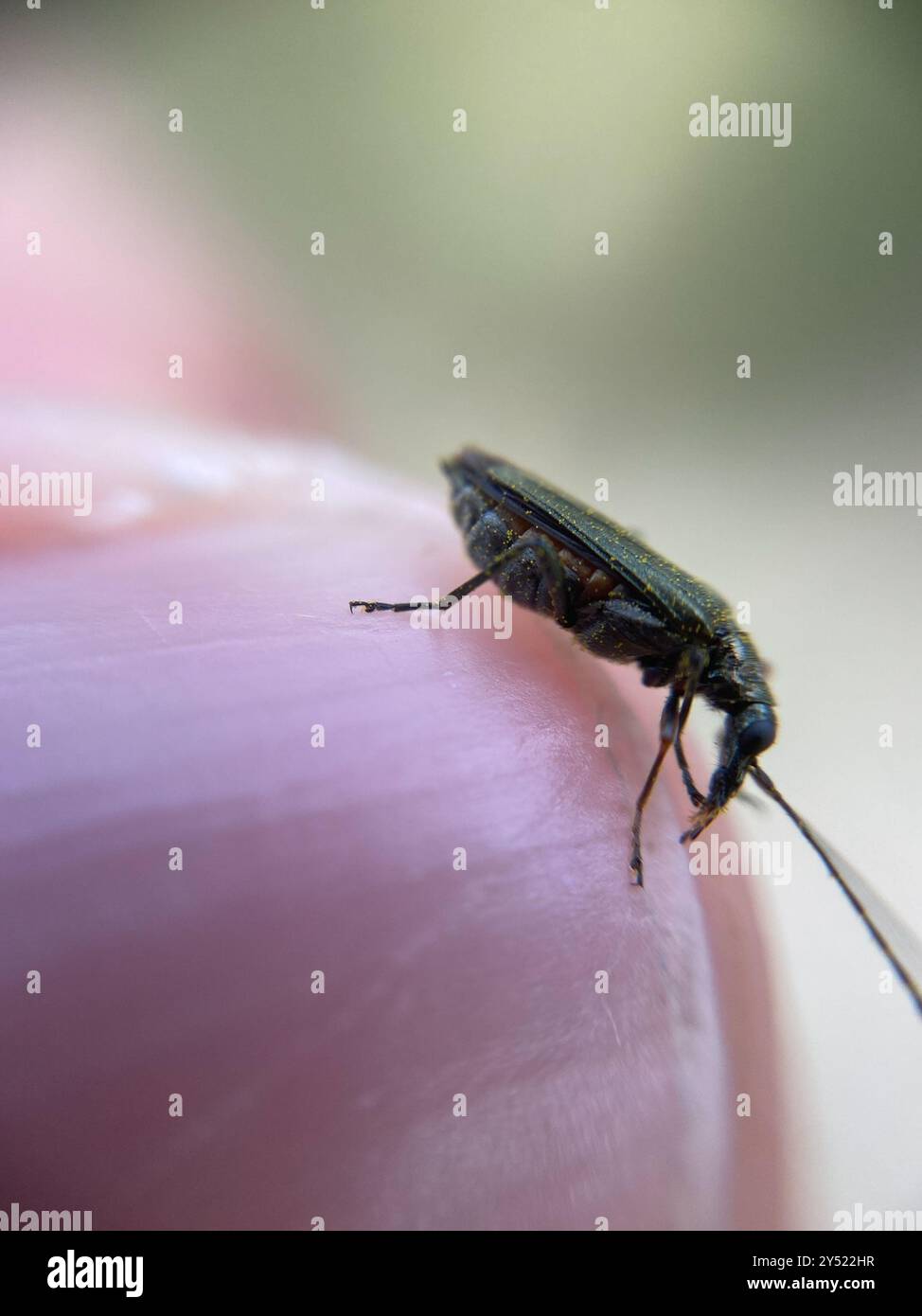 Yellow-legged Thick-legged Flower Beetle (Oedemera flavipes) Insecta ...