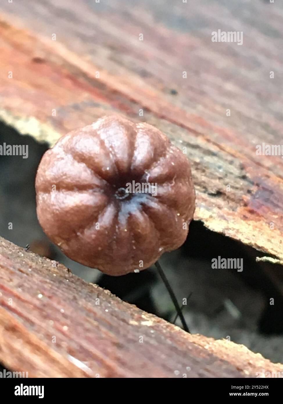 pinwheels and parachute mushrooms (Marasmius) Fungi Stock Photo - Alamy
