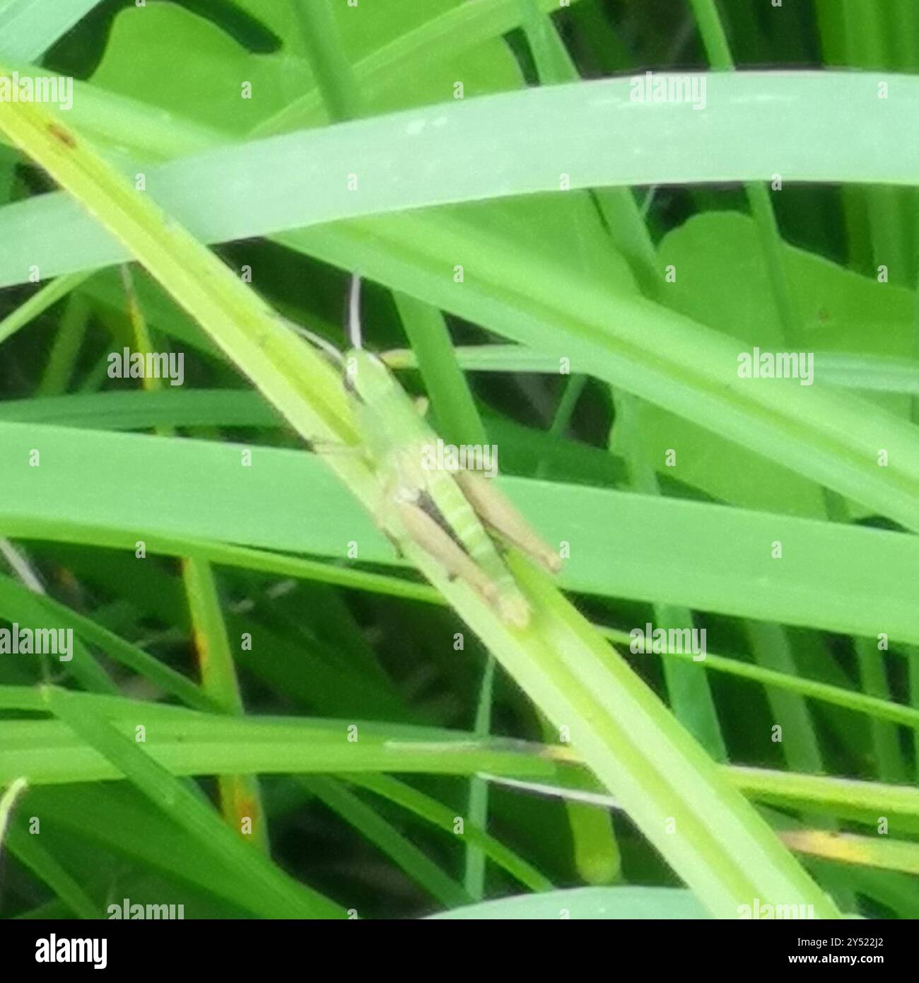 Meadow Grasshopper (Pseudochorthippus parallelus) Insecta Stock Photo ...