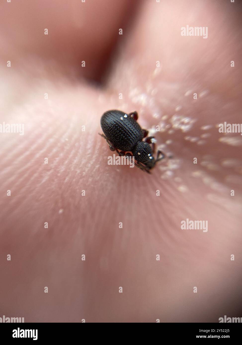 Strawberry Root Weevil (Otiorhynchus ovatus) Insecta Stock Photo - Alamy