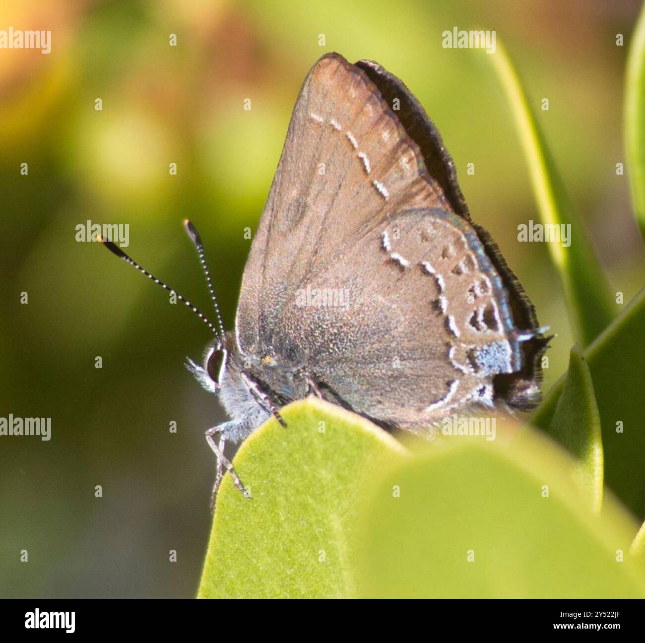 Hedgerow Hairstreak (Satyrium saepium) Insecta Stock Photo - Alamy