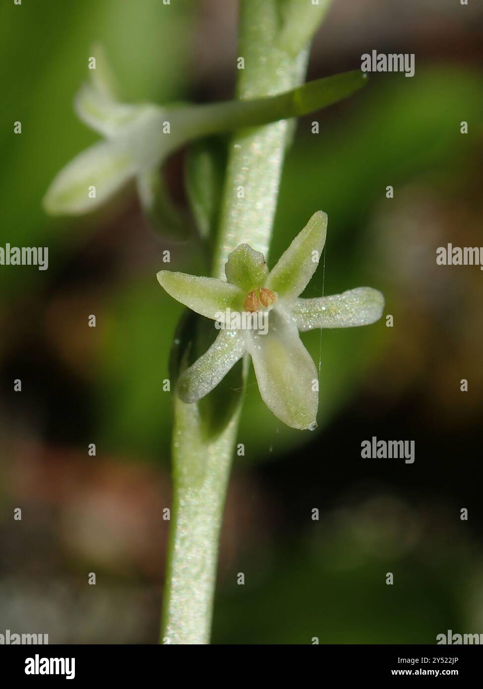 Flat Spurred Piperia (Platanthera transversa) Plantae Stock Photo - Alamy