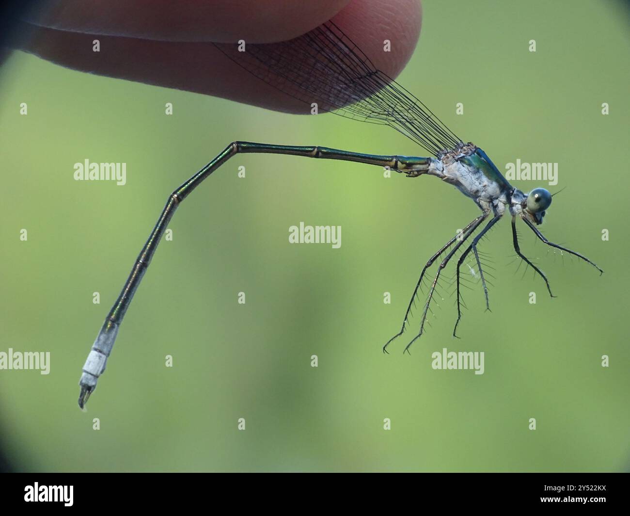 Swamp Spreadwing (Lestes vigilax) Insecta Stock Photo - Alamy