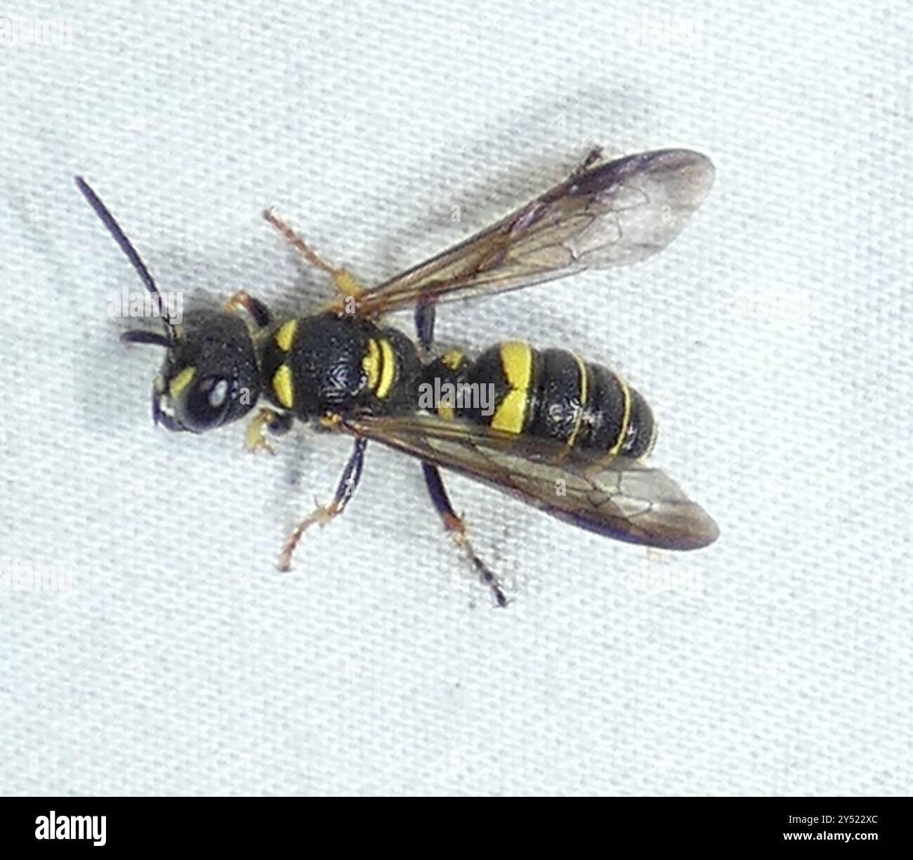 Typical Weevil Wasps and Allies (Cerceris) Insecta Stock Photo - Alamy