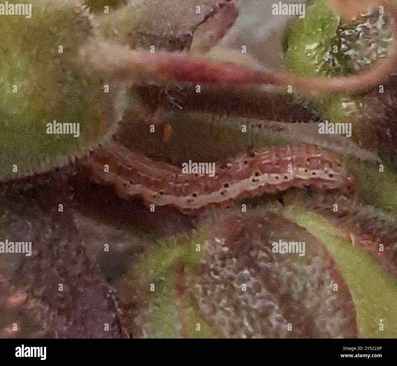 Tobacco Budworm Moth (Chloridea virescens) Insecta Stock Photo - Alamy