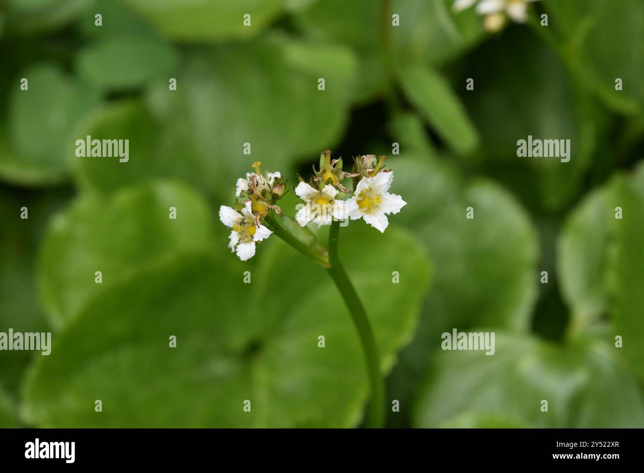 Deer-cabbage (Nephrophyllidium crista-galli) Plantae Stock Photo - Alamy