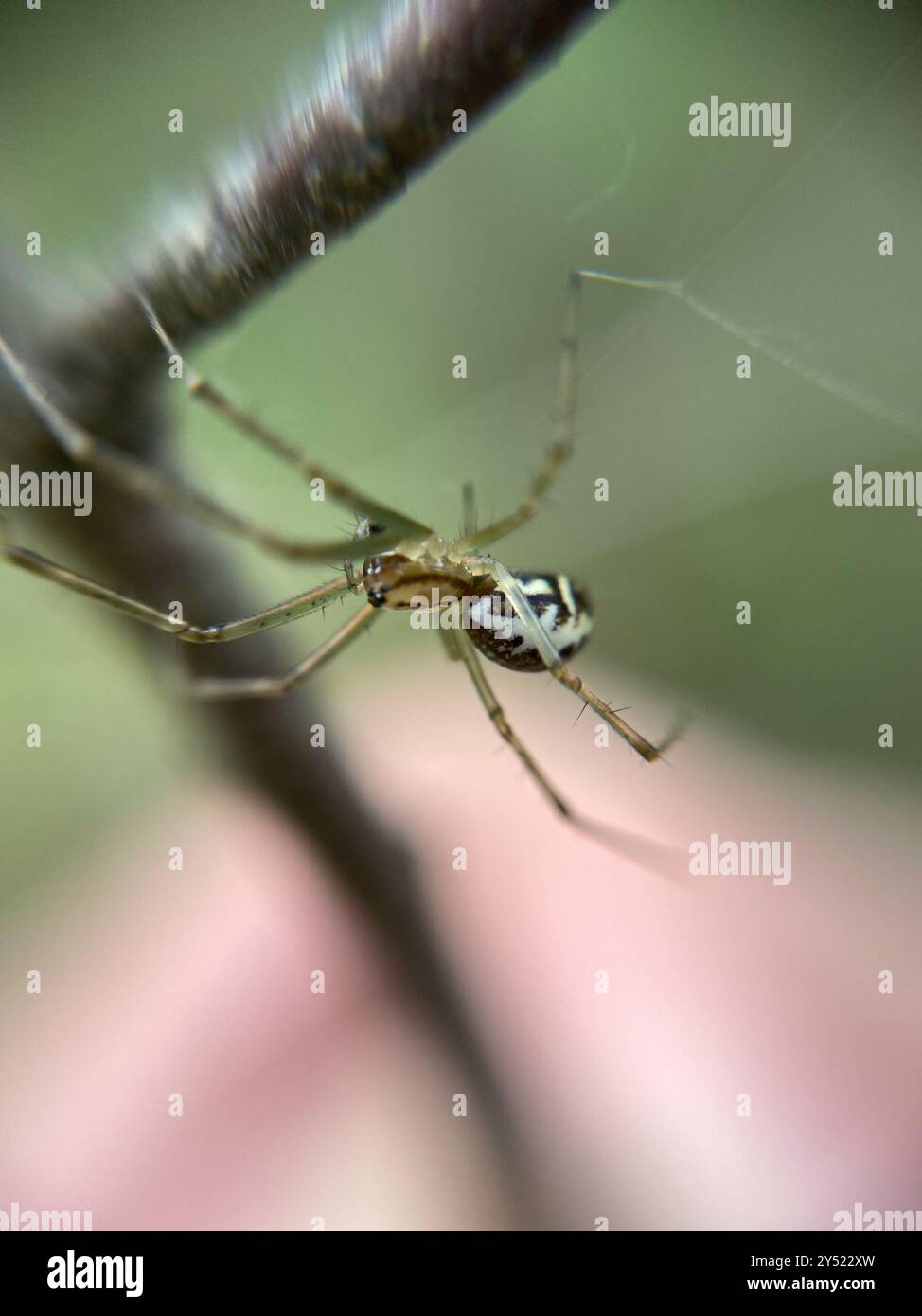 Common sheetweb spider (Linyphia triangularis) Arachnida Stock Photo ...