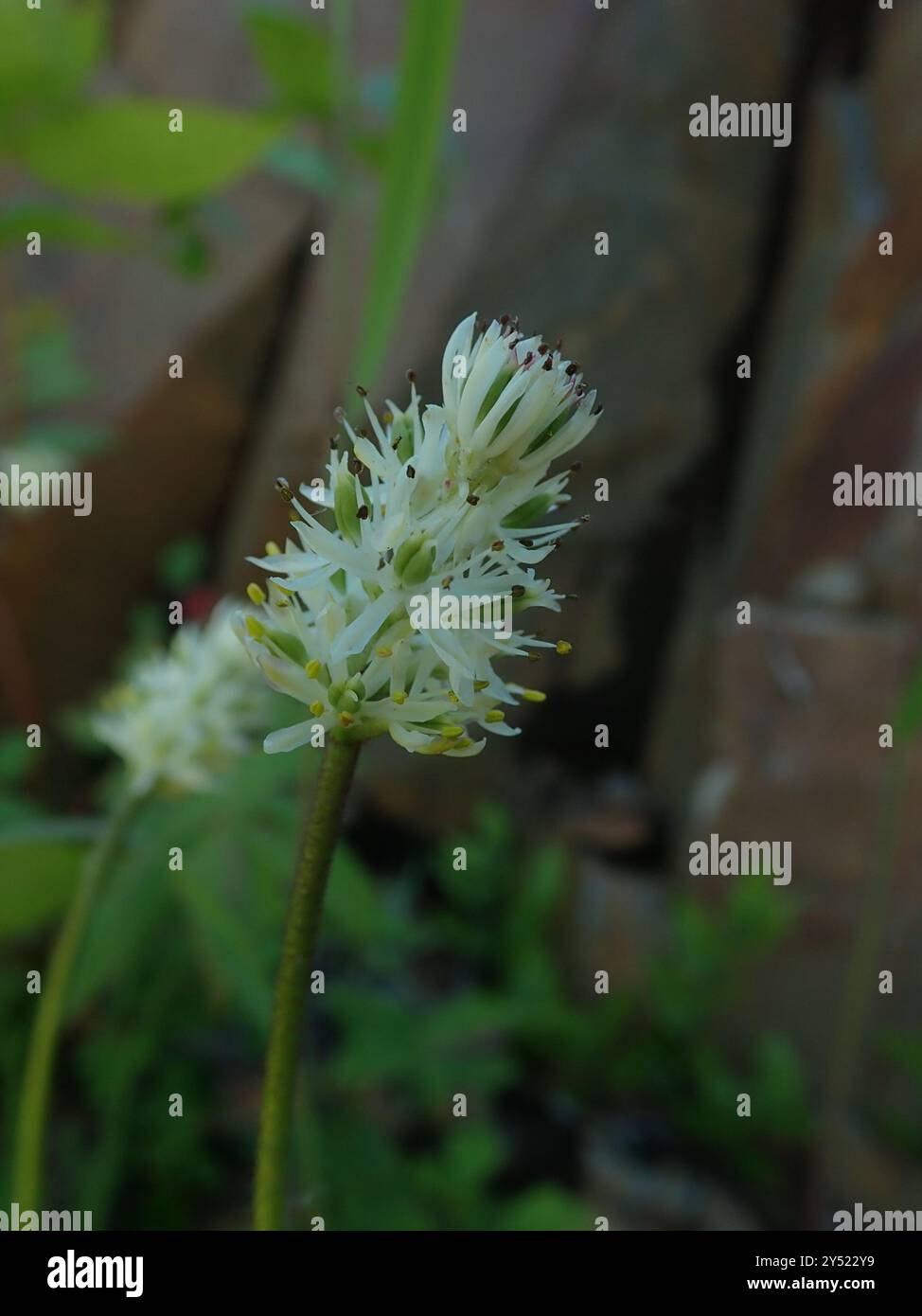 Sticky False Asphodel (Triantha glutinosa) Plantae Stock Photo - Alamy
