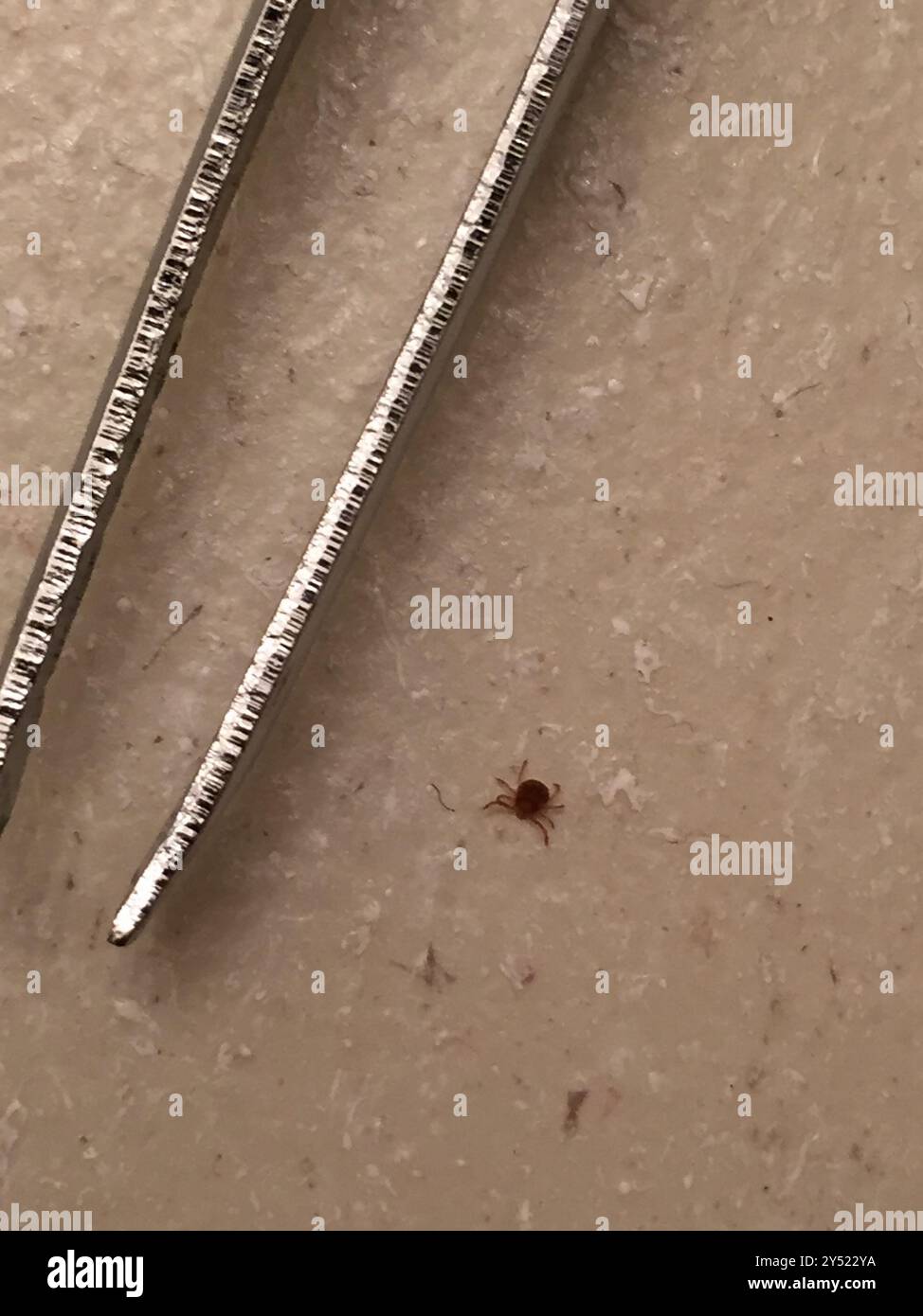 Bont Ticks (Amblyomma) Arachnida Stock Photo - Alamy