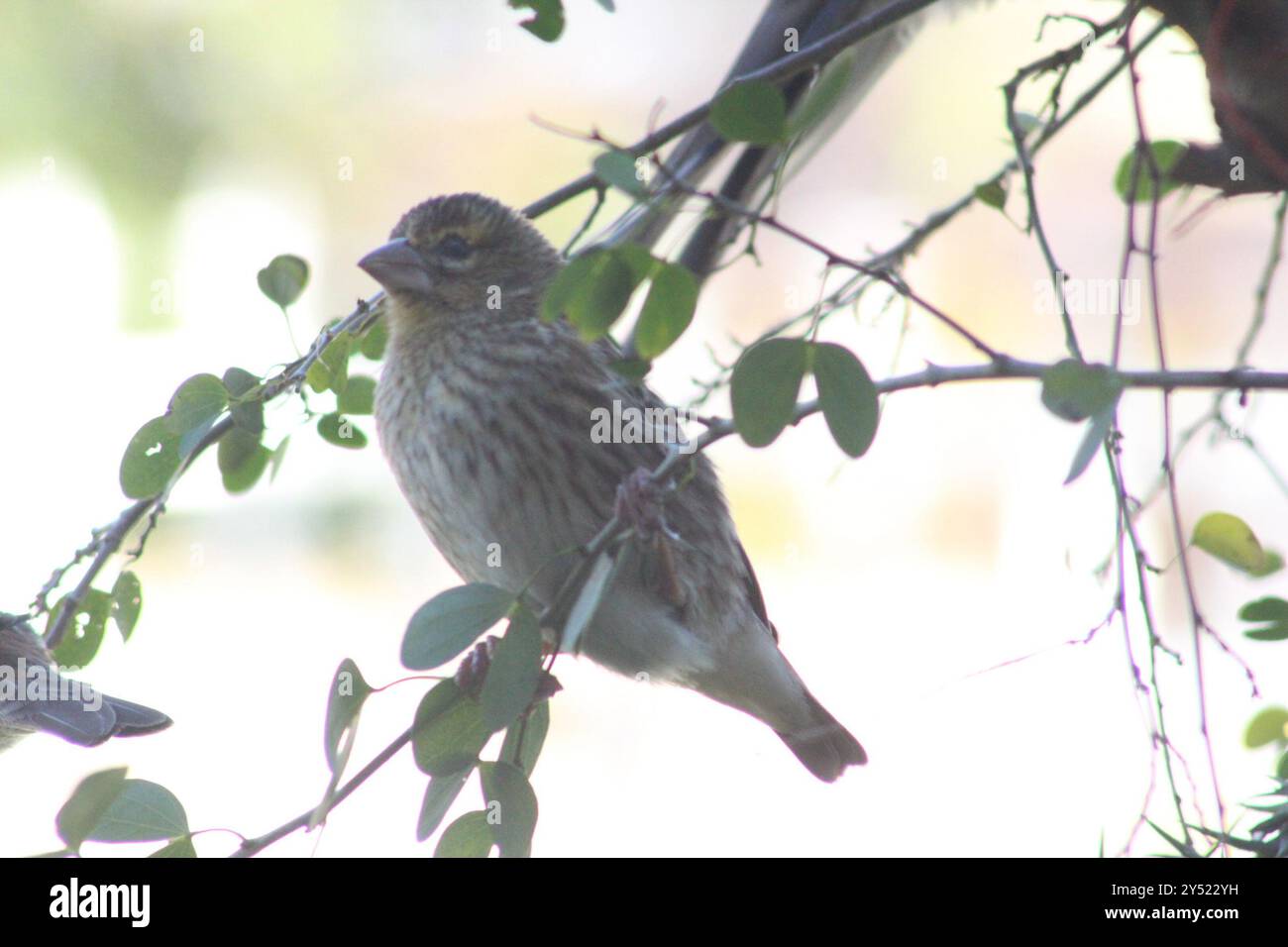 Southern Red Bishop (Euplectes orix) Aves Stock Photo - Alamy
