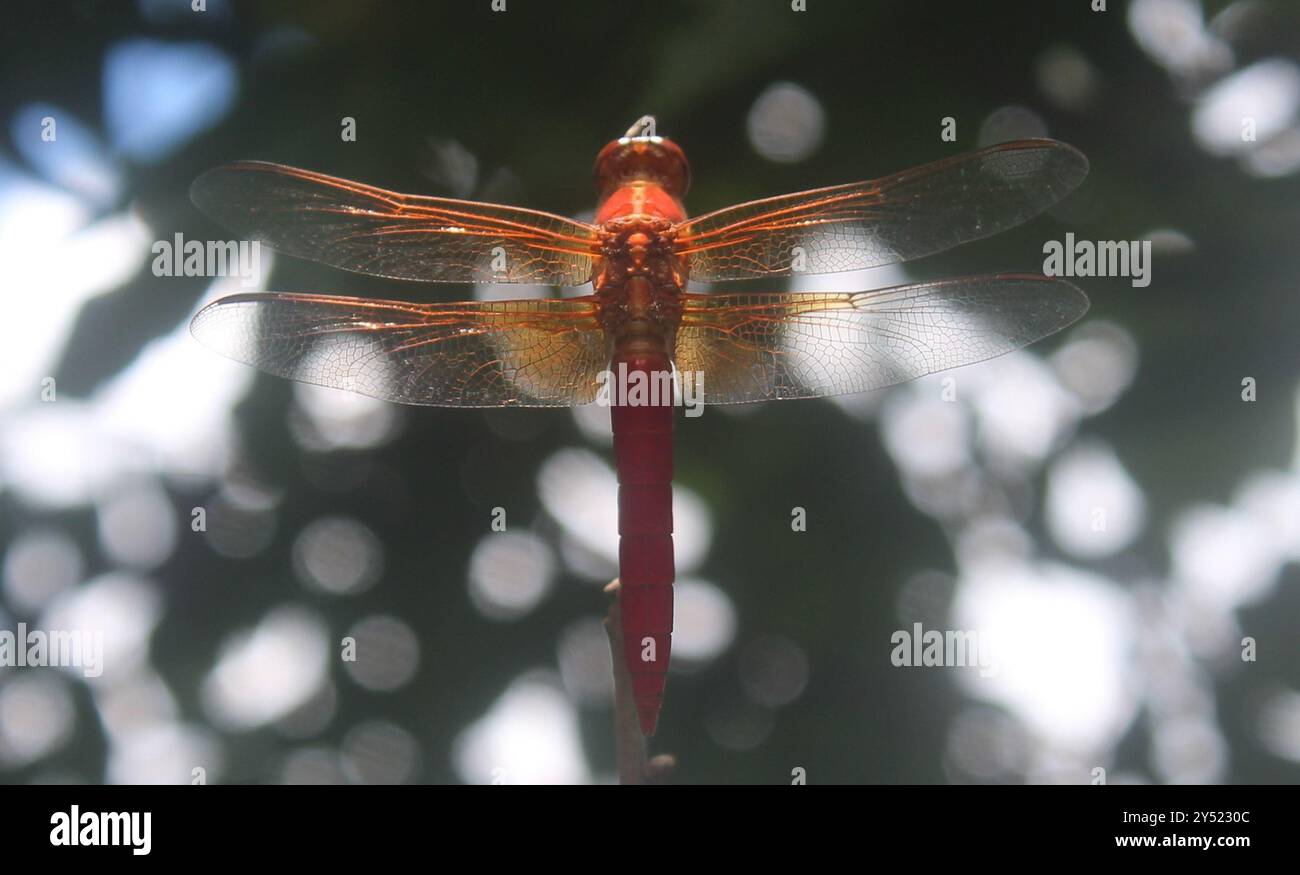 Neon Skimmer (Libellula croceipennis) Insecta Stock Photo - Alamy