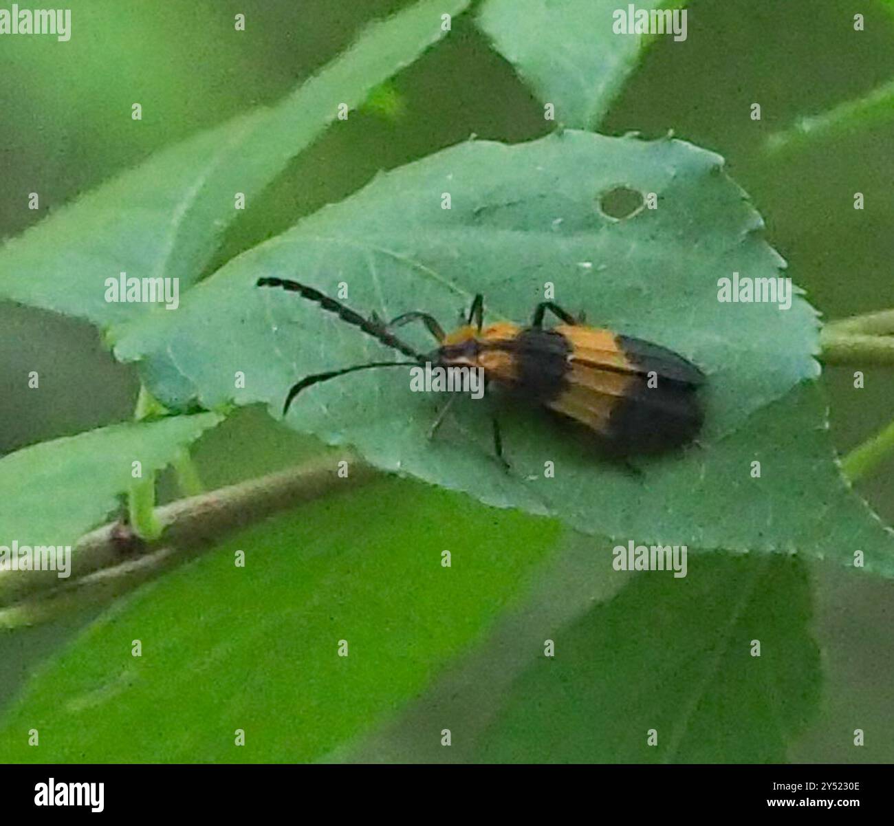Reticulated Net-winged Beetle (Calopteron reticulatum) Insecta Stock ...