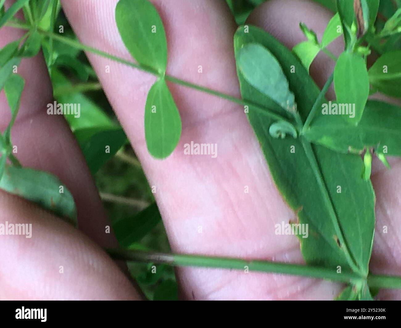 Dwarf St. John's Wort (Hypericum mutilum) Plantae Stock Photo - Alamy