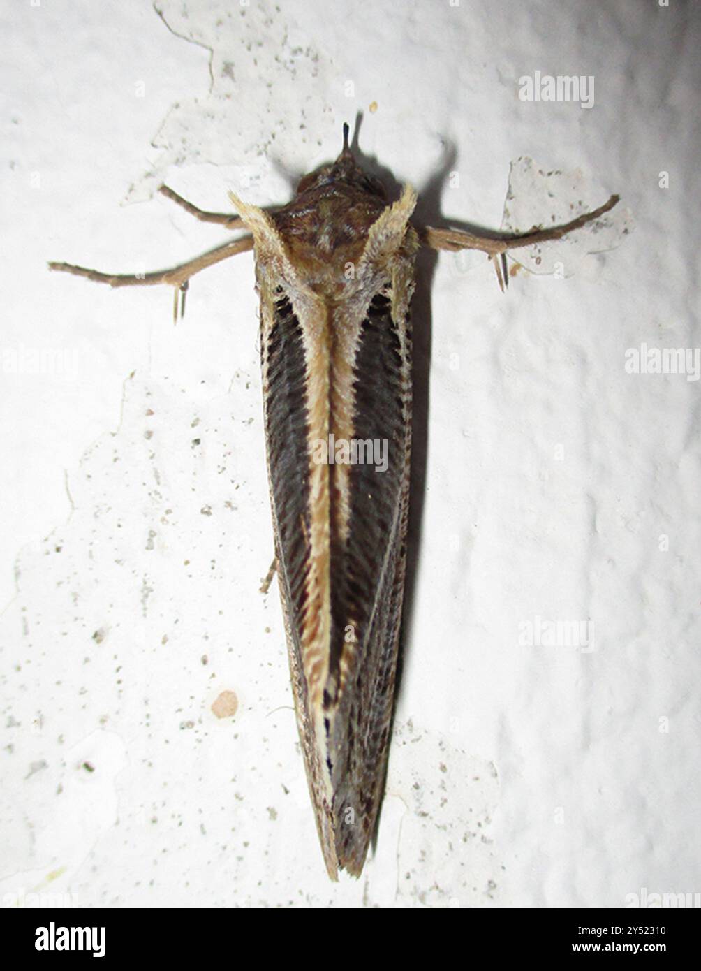 Dot-underwing Moth (Eudocima materna) Insecta Stock Photo - Alamy