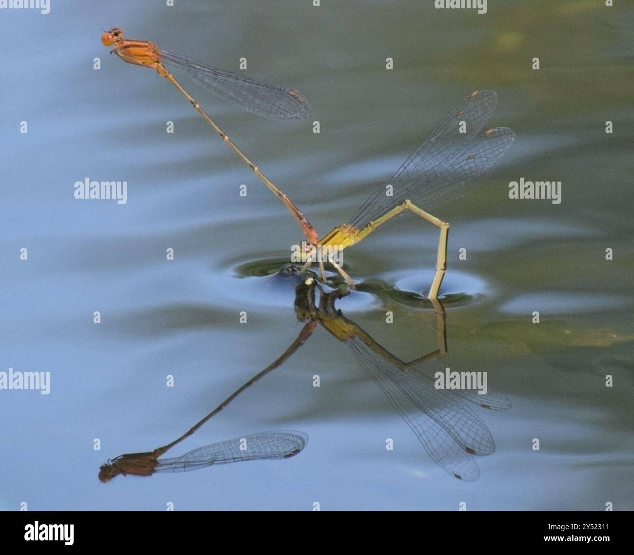 Orange Bluet (Enallagma signatum) Insecta Stock Photo - Alamy