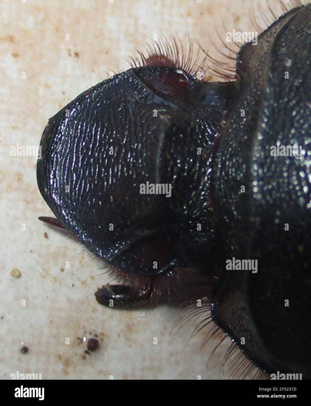 Giant Dung Beetles (Heliocopris) Insecta Stock Photo - Alamy