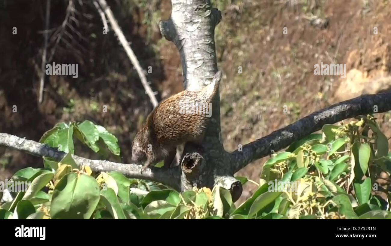 Stump-tailed Porcupine (Coendou rufescens) Mammalia Stock Photo - Alamy
