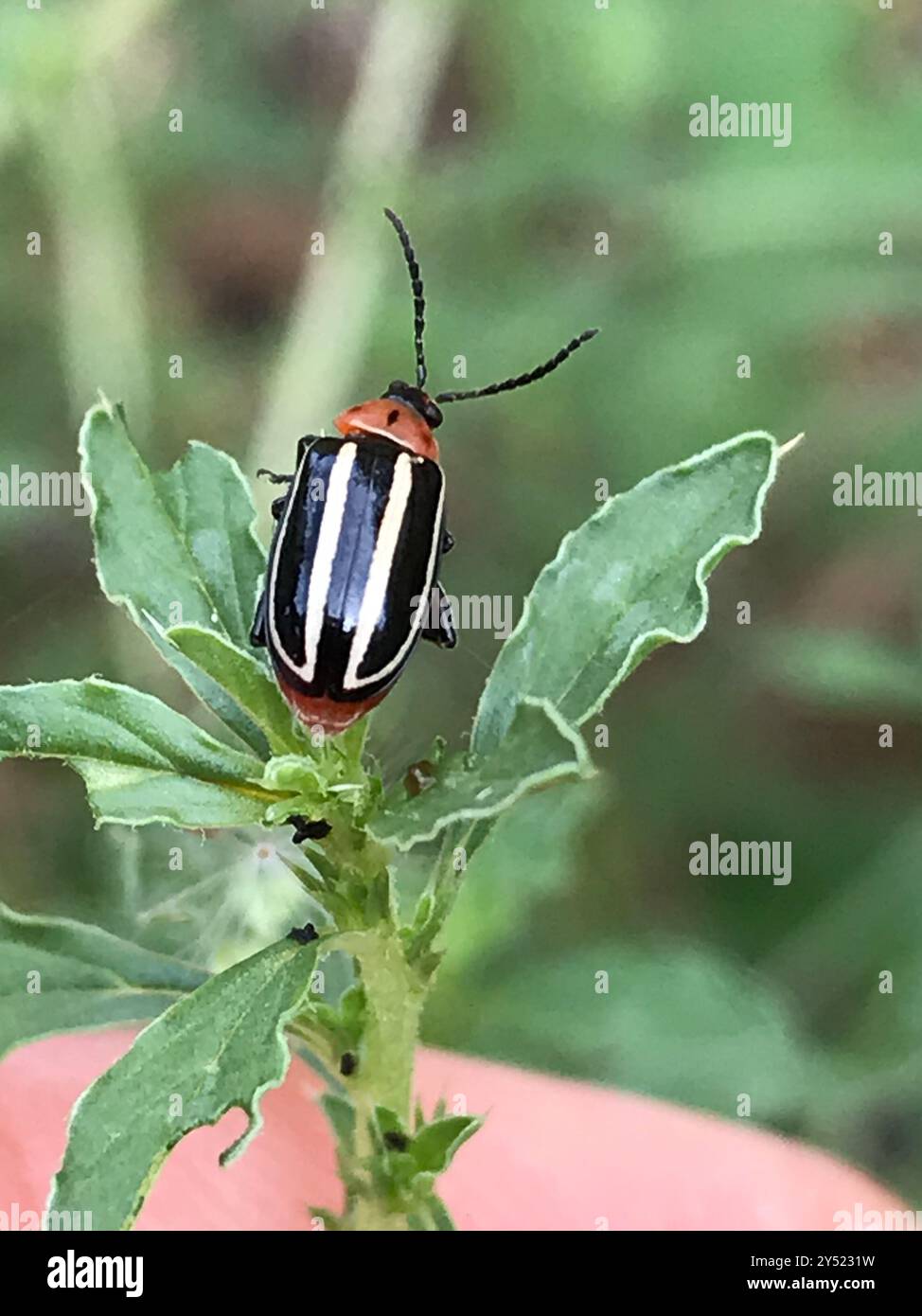 Pigweed Flea Beetle (Disonycha glabrata) Insecta Stock Photo - Alamy