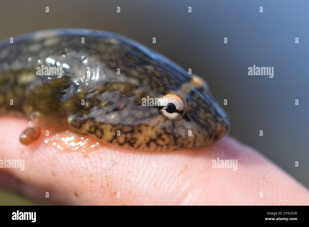 Northern Clingfish (Gobiesox maeandricus) Actinopterygii Stock Photo ...