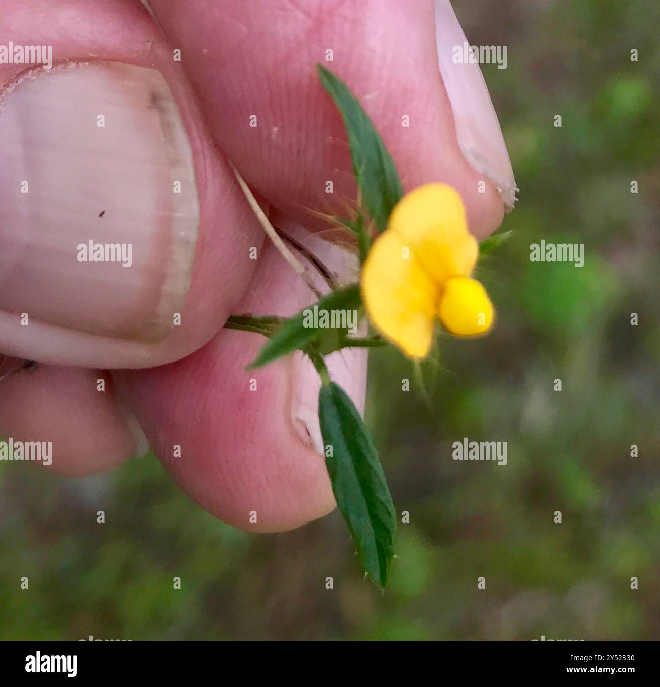 sidebeak pencilflower (Stylosanthes biflora) Plantae Stock Photo - Alamy