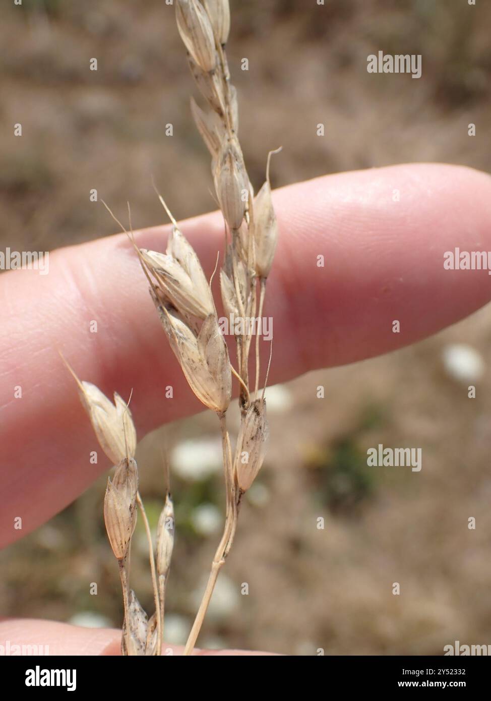 common soft brome (Bromus hordeaceus) Plantae Stock Photo - Alamy