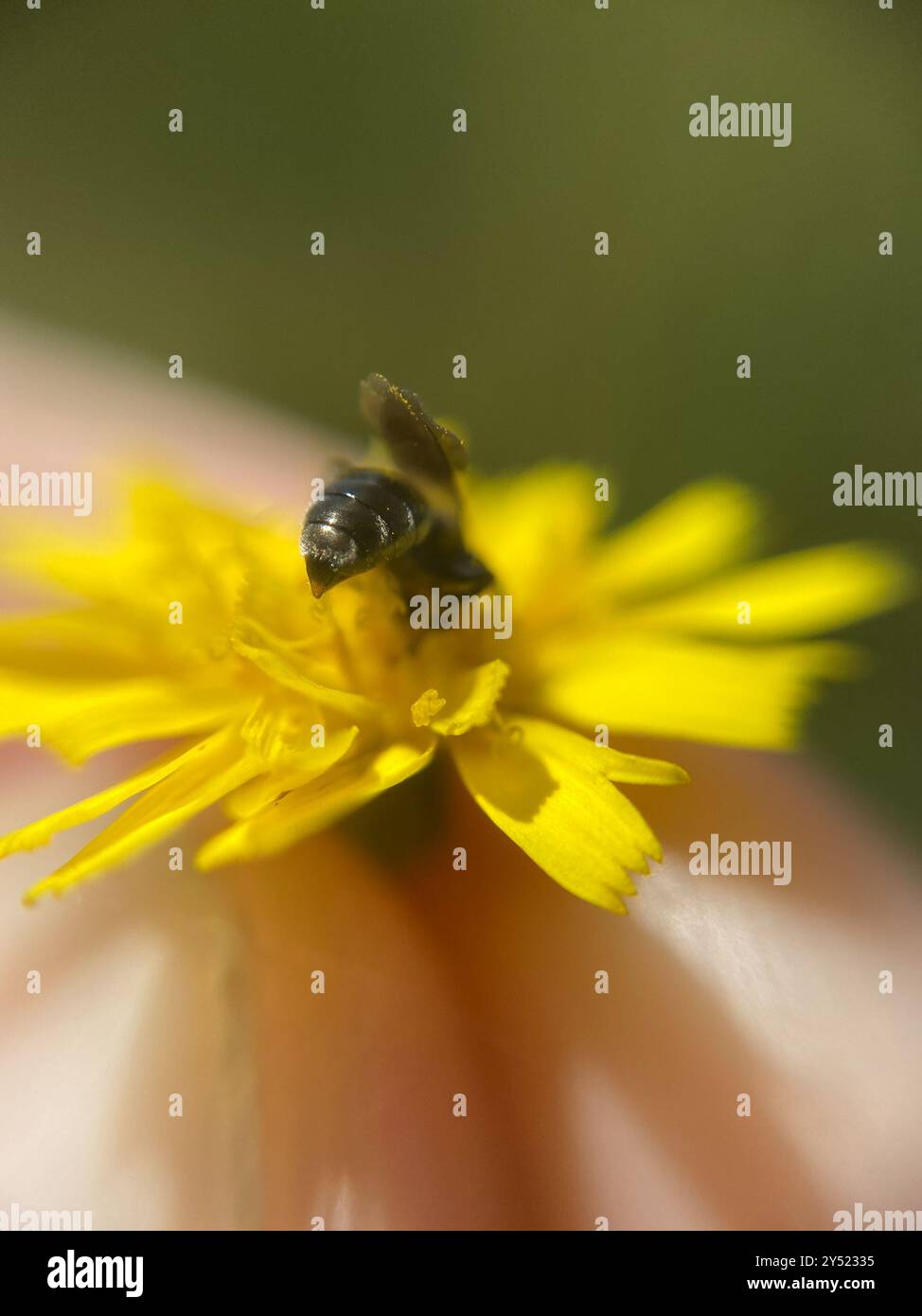 Square-headed Wasps, Sand Wasps, and Allies (Crabronidae) Insecta Stock ...