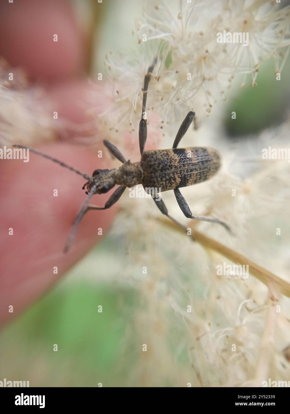 Blackspotted Longhorn Beetle (Rhagium mordax) Insecta Stock Photo - Alamy