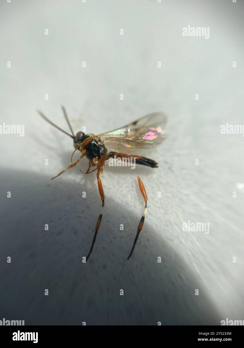 Common Hover Fly Parasitoid Wasp (Diplazon laetatorius) Insecta Stock ...
