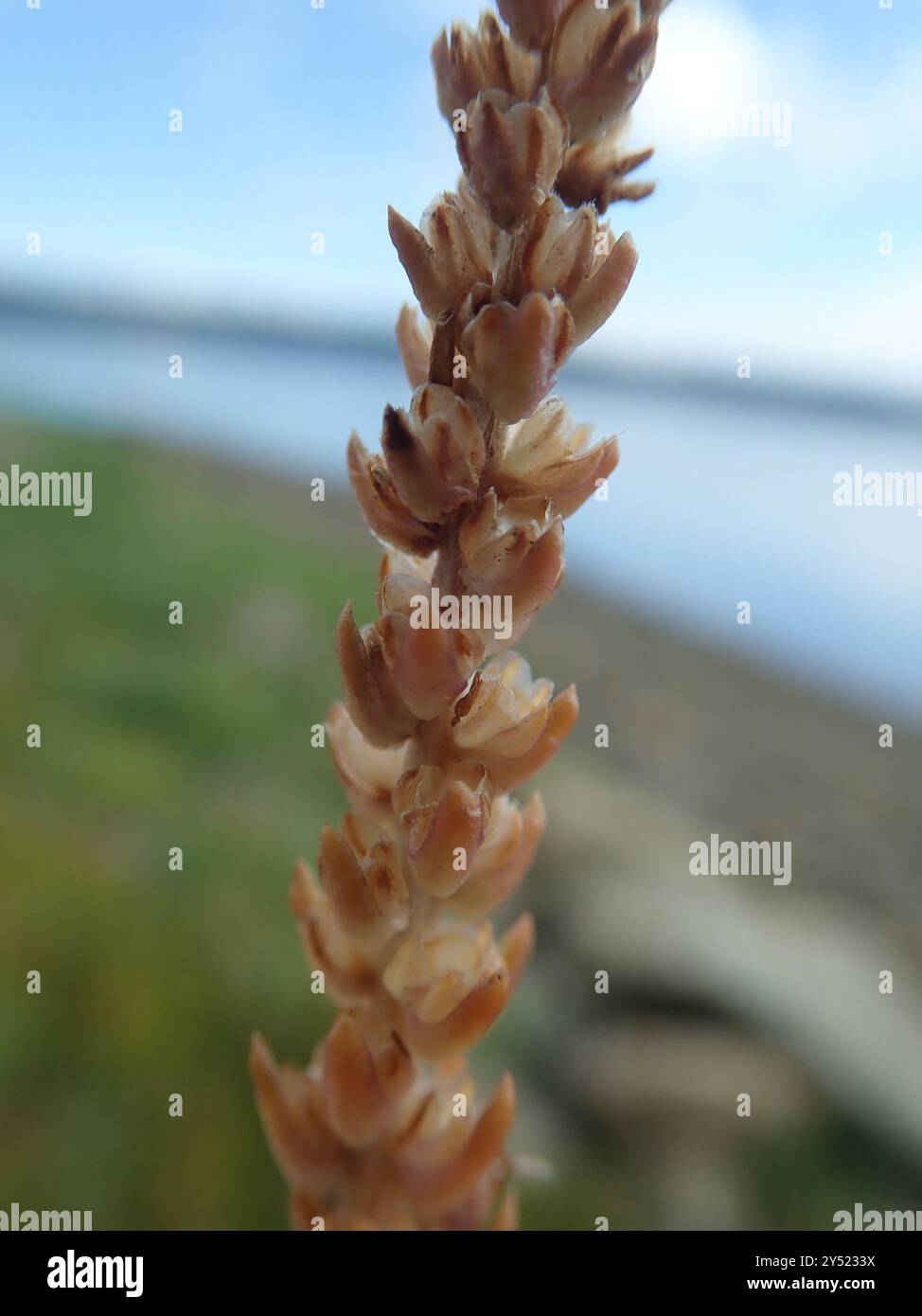 Sea Plantain (Plantago maritima) Plantae Stock Photo - Alamy