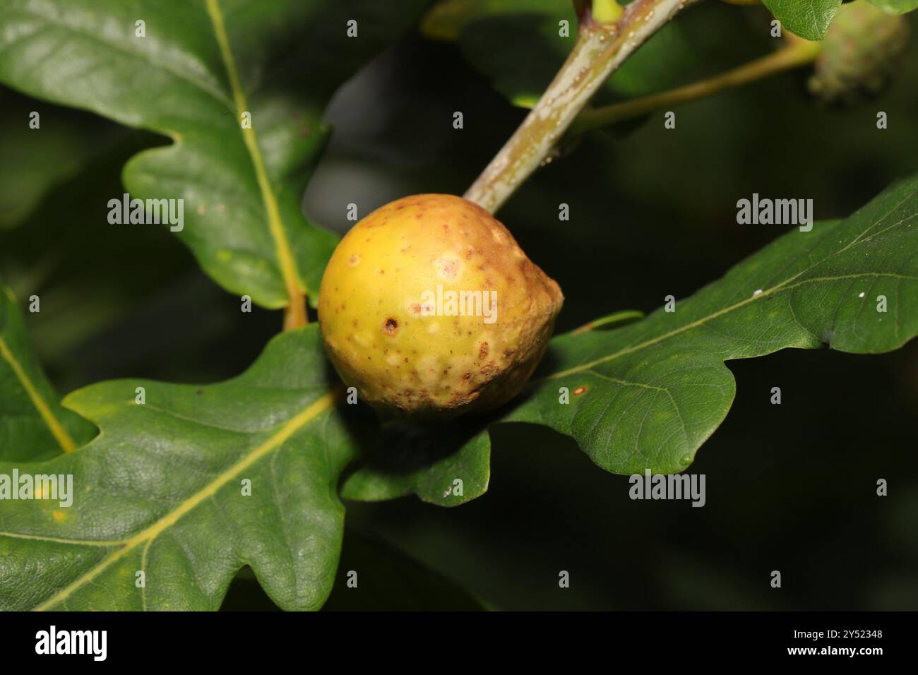Oak Marble Gall Wasp (Andricus kollari) Insecta Stock Photo - Alamy