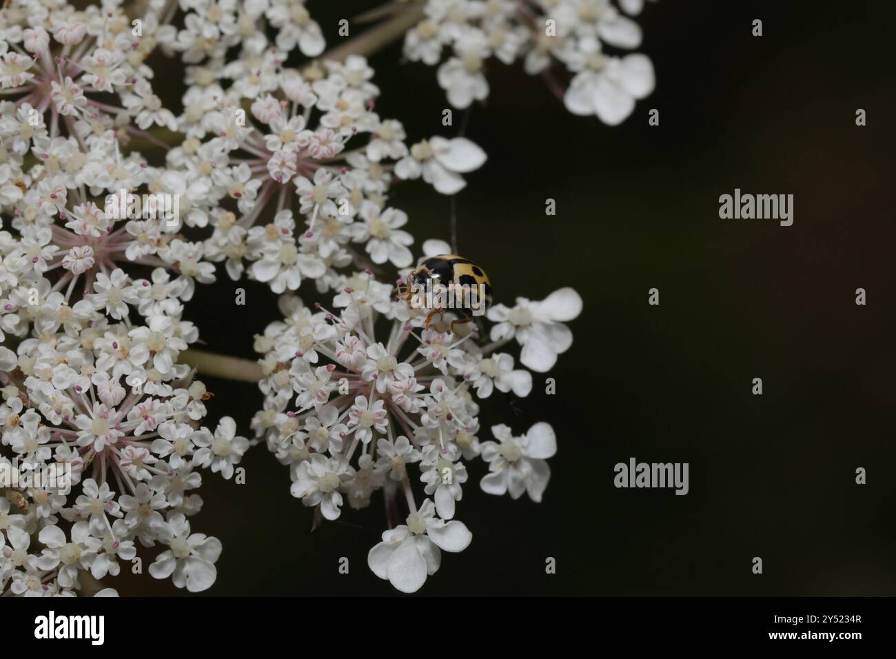 Fourteen-spotted Lady Beetle (Propylea quatuordecimpunctata) Insecta ...