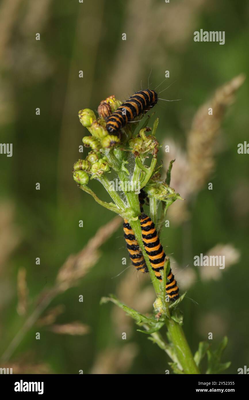 Cinnabar moth (Tyria jacobaeae) Insecta Stock Photo - Alamy