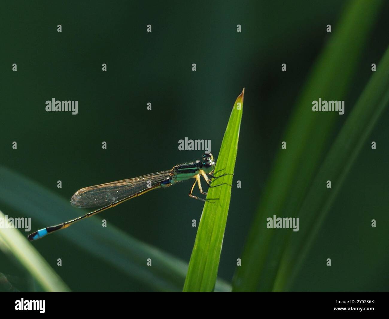 Common Bluetail (Ischnura senegalensis) Insecta Stock Photo - Alamy
