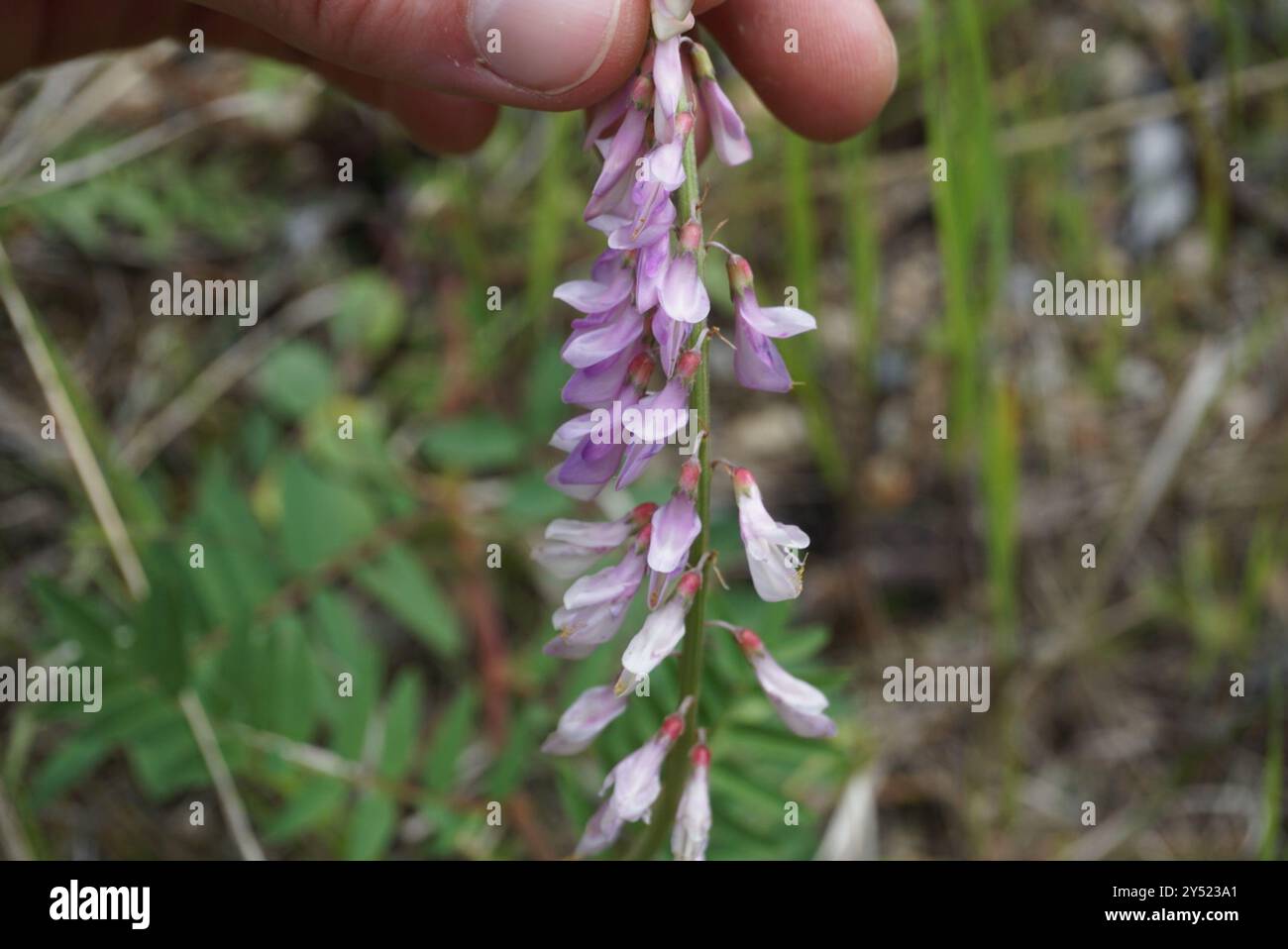 Alpine Sweet-vetch (Hedysarum alpinum) Plantae Stock Photo - Alamy