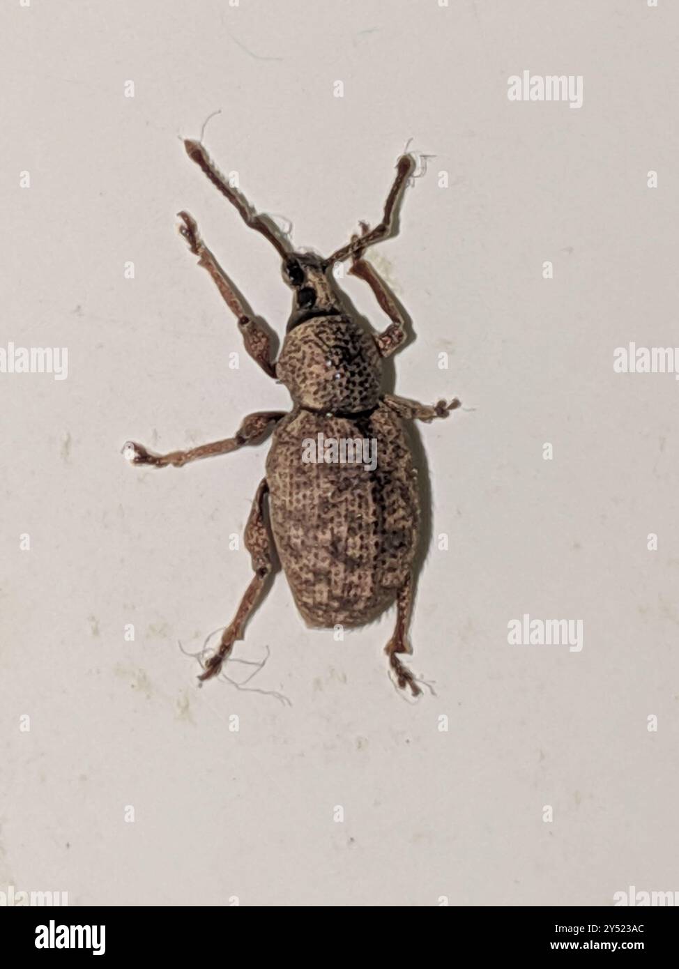 Clay-coloured Weevil (Otiorhynchus singularis) Insecta Stock Photo - Alamy
