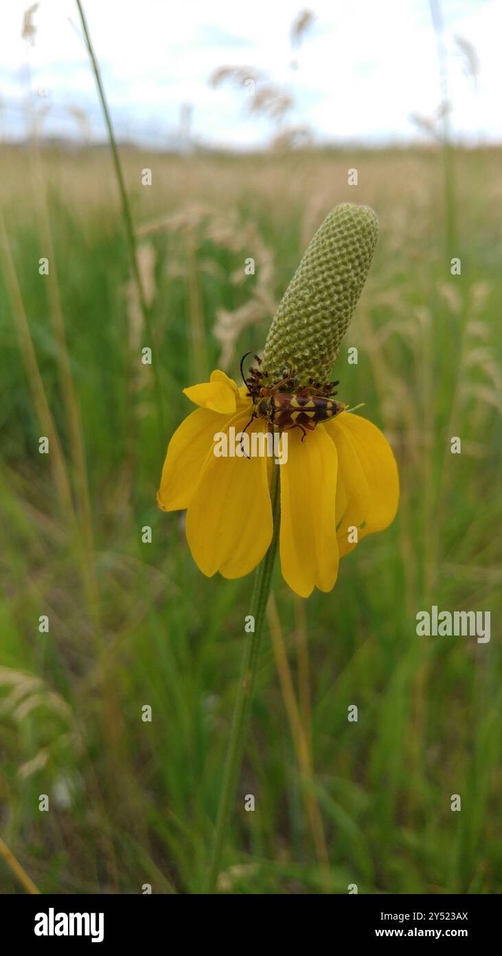 upright prairie coneflower (Ratibida columnifera) Plantae Stock Photo ...