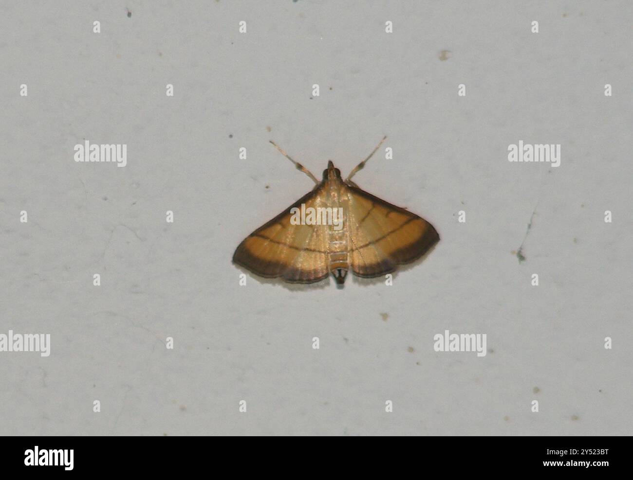 Rice Leaf-roller (Cnaphalocrocis medinalis) Insecta Stock Photo - Alamy