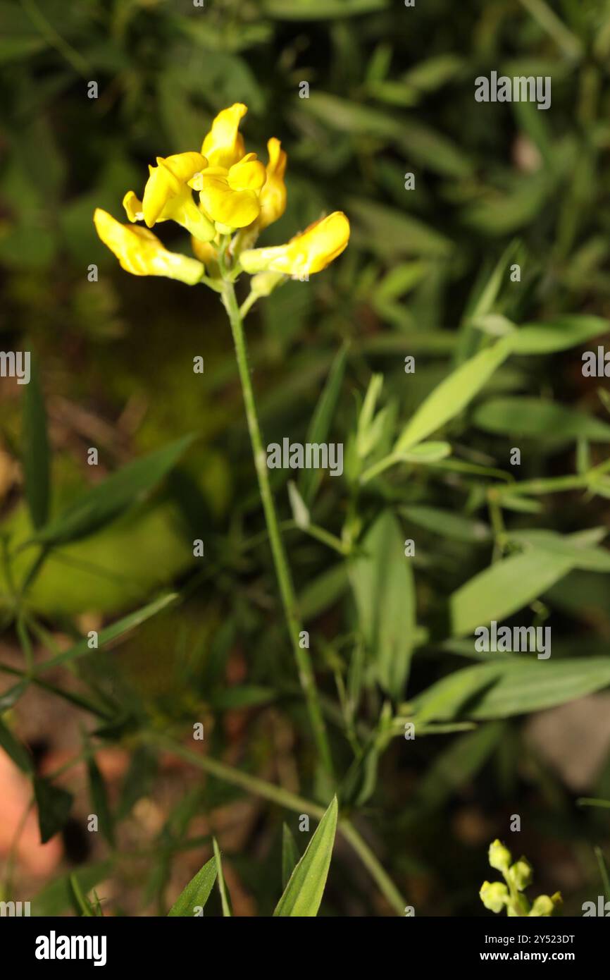 meadow pea (Lathyrus pratensis) Plantae Stock Photo - Alamy