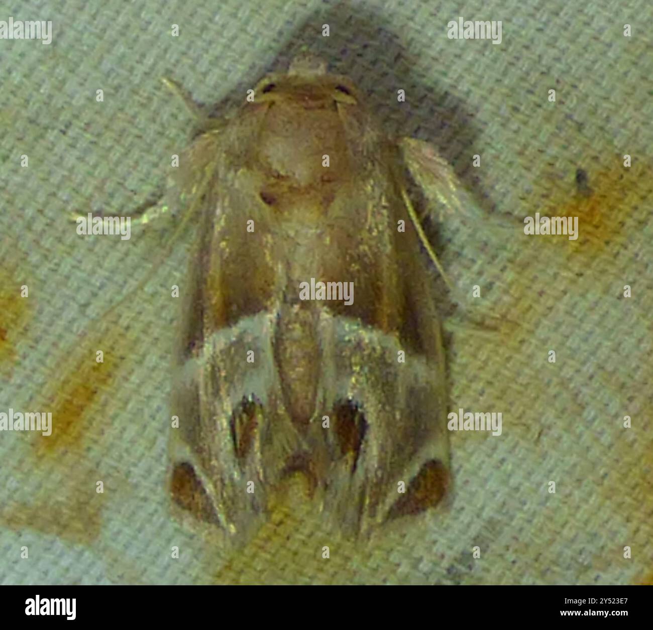 Shagreened Slug Moth (Apoda biguttata) Insecta Stock Photo - Alamy