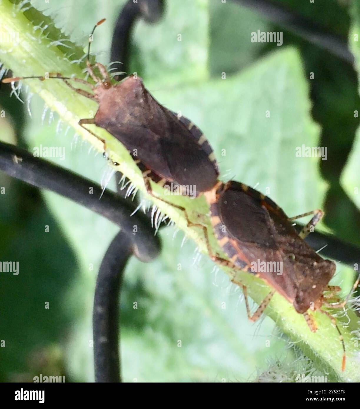 Horned Squash Bug (Anasa armigera) Insecta Stock Photo - Alamy