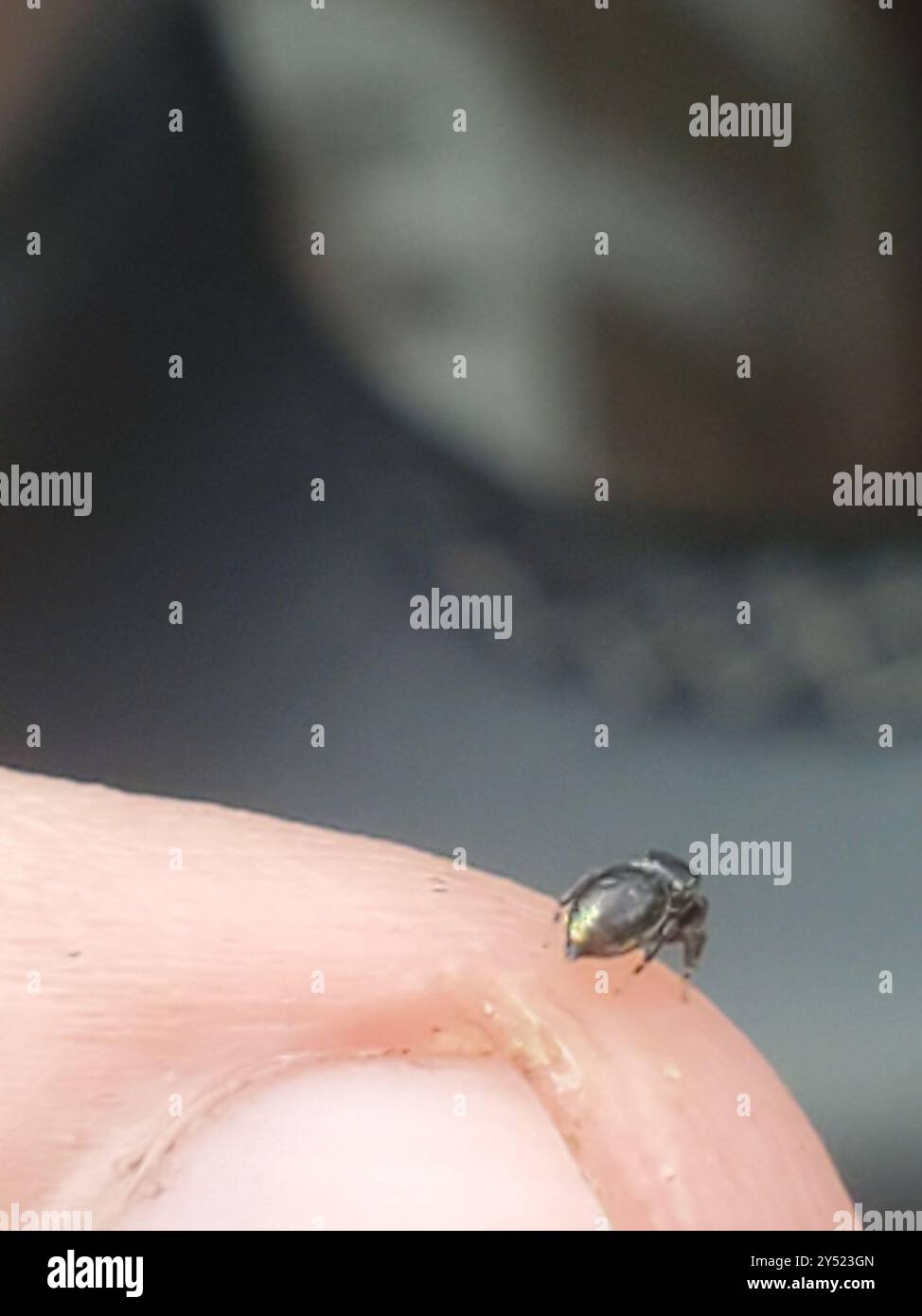 Leaf-beetle Jumping Spiders (Sassacus) Arachnida Stock Photo - Alamy