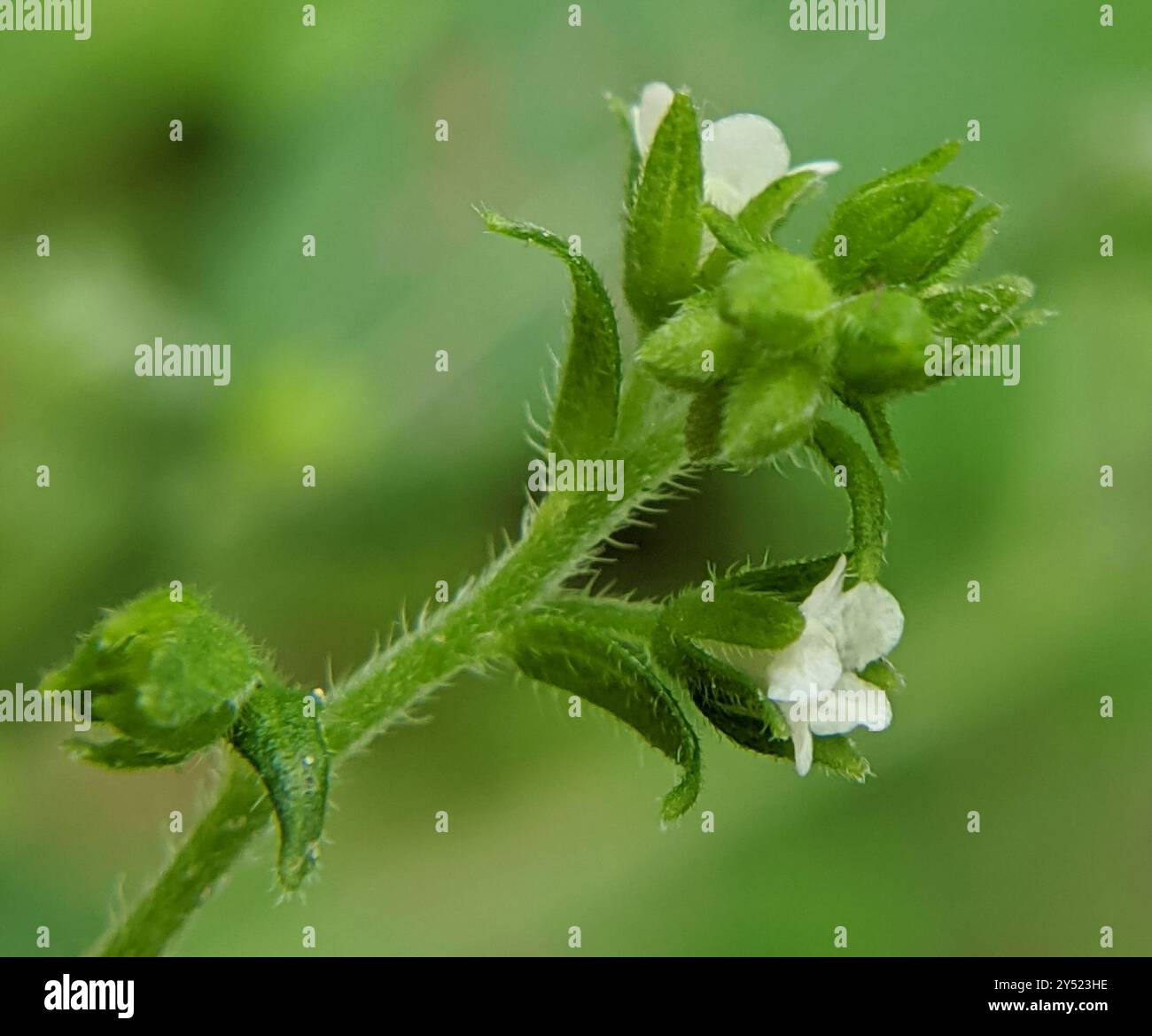virginia stickseed (Hackelia virginiana) Plantae Stock Photo - Alamy