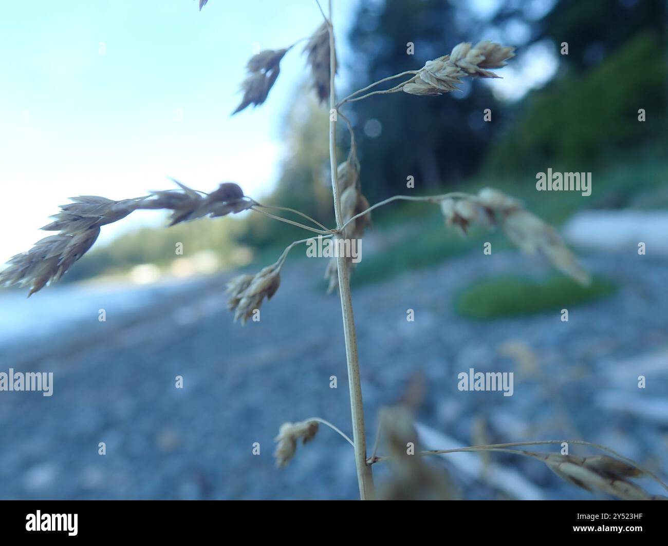 Salt Grass (Puccinellia) Plantae Stock Photo - Alamy
