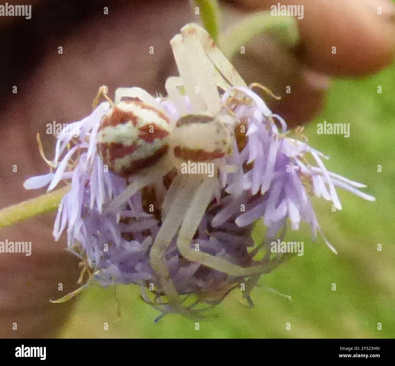Swift Crab Spider (Mecaphesa celer) Arachnida Stock Photo - Alamy
