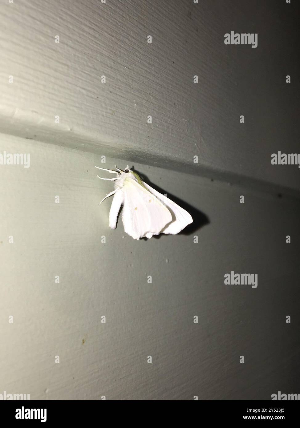 Elm Spanworm Moth (Ennomos subsignaria) Insecta Stock Photo - Alamy
