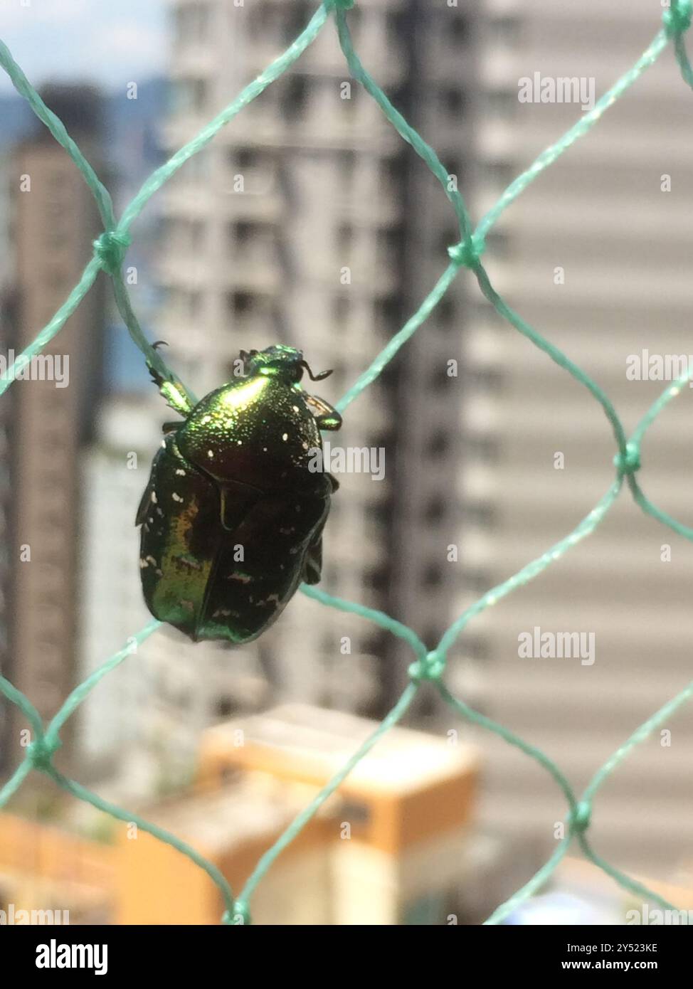 Oriental Flower Beetle (Protaetia orientalis) Insecta Stock Photo - Alamy