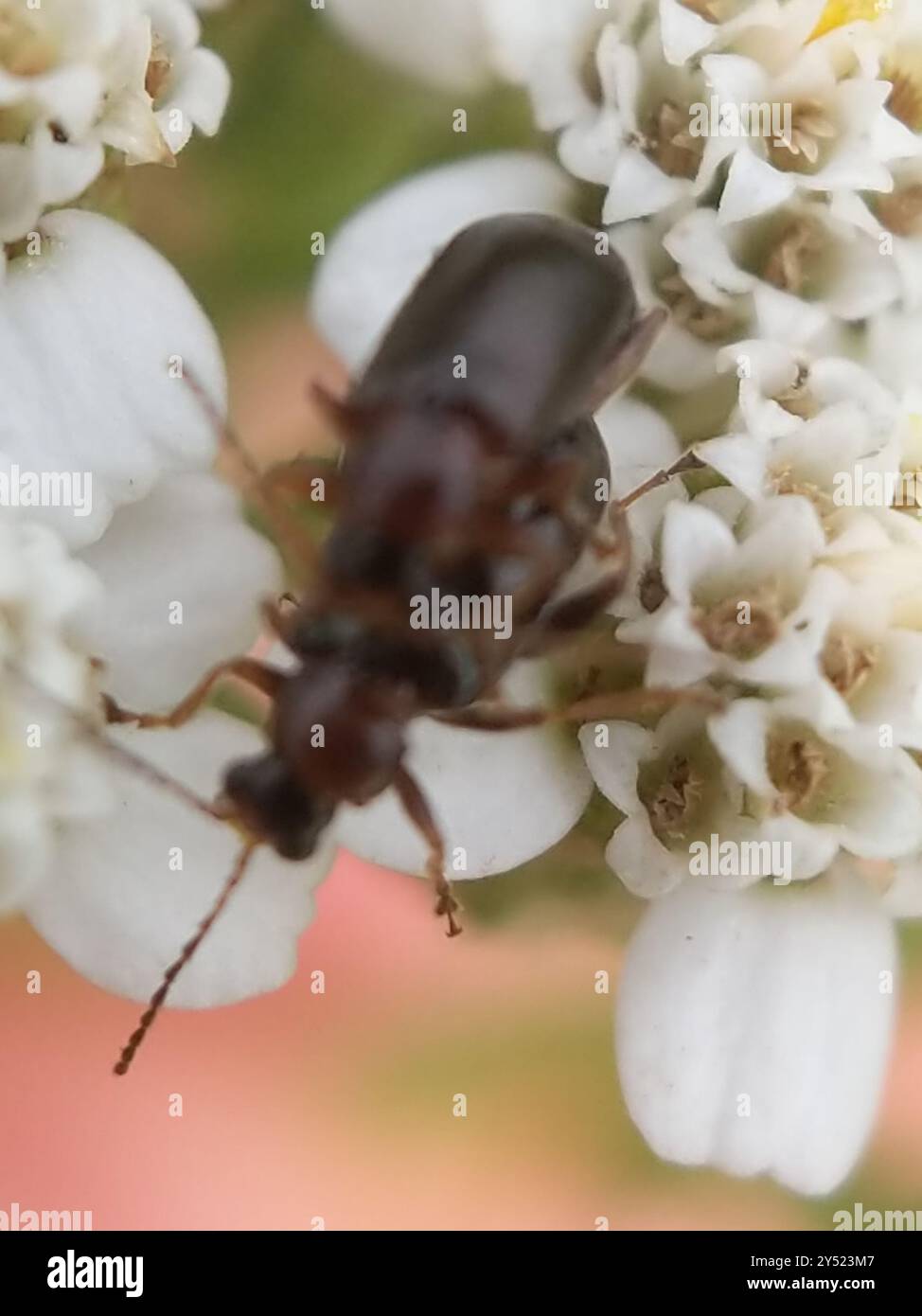 Beetles (Coleoptera) Insecta Stock Photo - Alamy