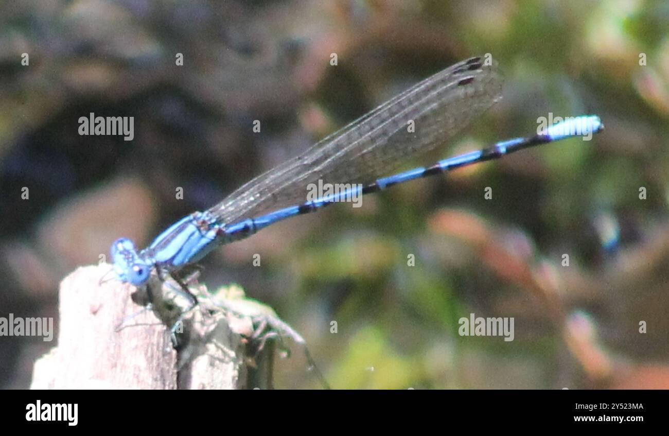 Springwater Dancer (Argia funebris) Insecta Stock Photo - Alamy